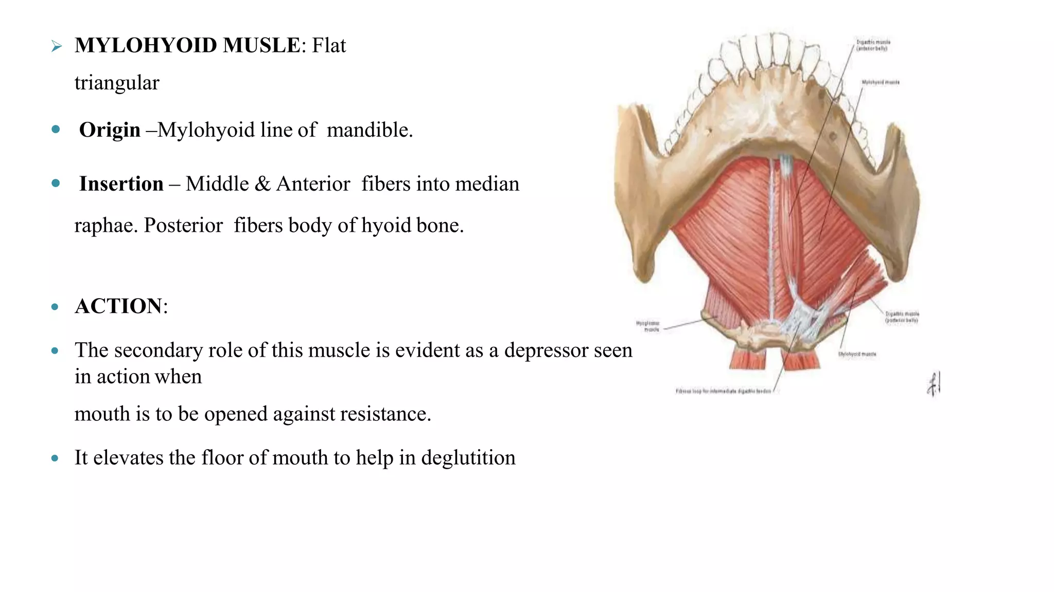 muscles of mastication | PPT