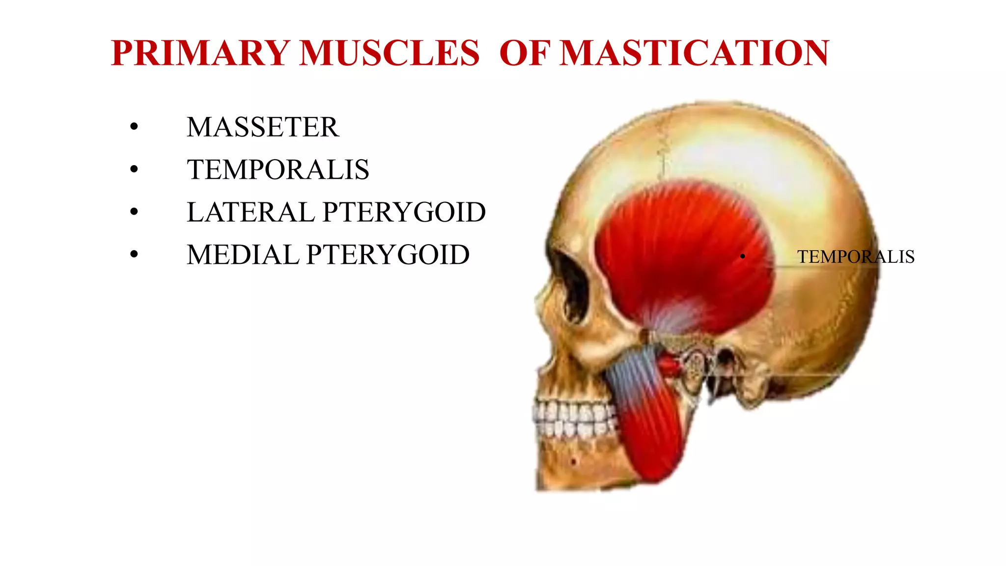 muscles of mastication | PPT