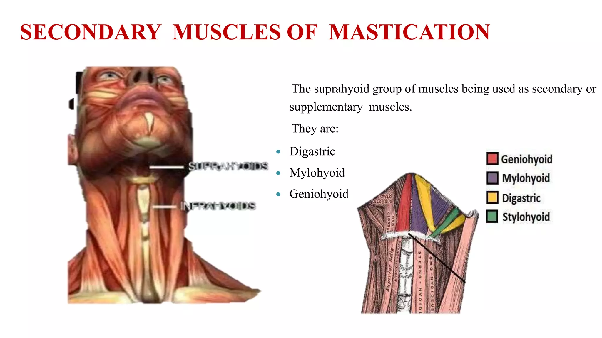 muscles of mastication | PPT