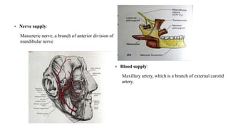 muscles of mastication | PPT