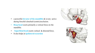muscles of mastication | PPT
