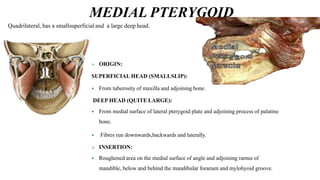 muscles of mastication | PPT
