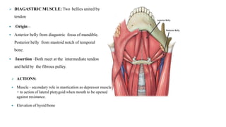 muscles of mastication | PPT