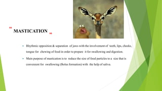 muscles of mastication | PPT