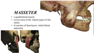 muscles of mastication | PPT