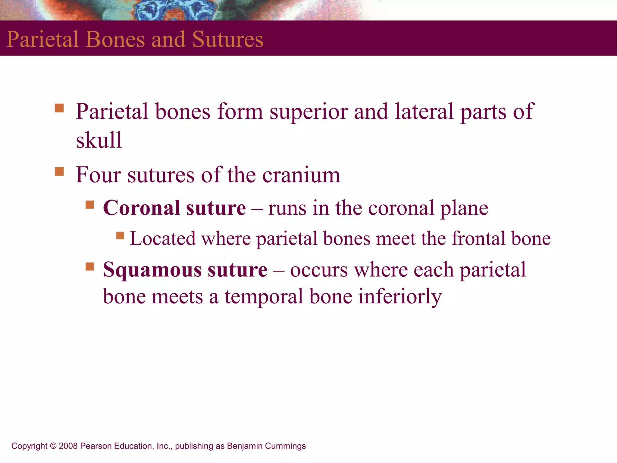 anatomy_axial_skeleton_pearson.ppt