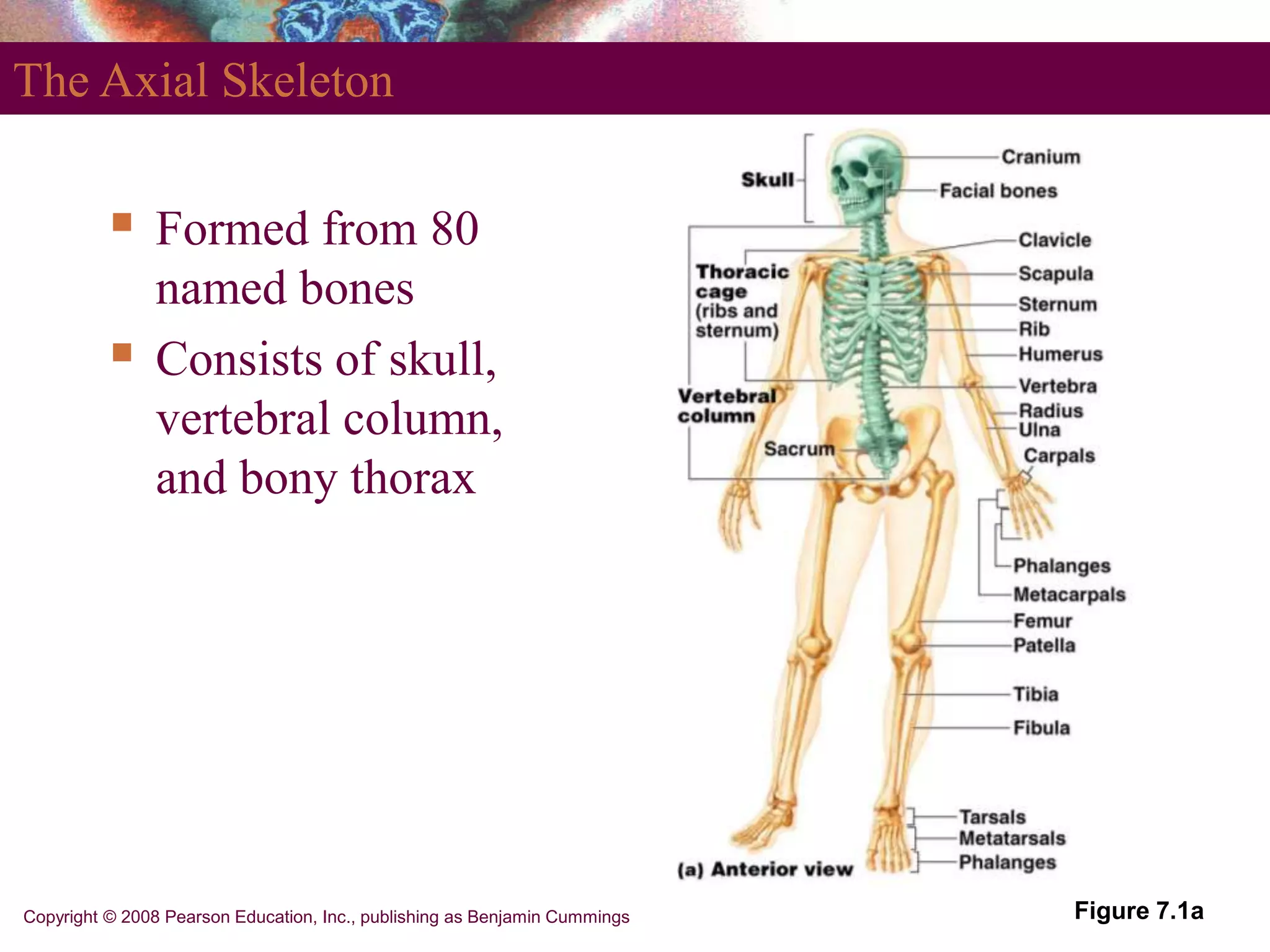 anatomy_axial_skeleton_pearson.ppt