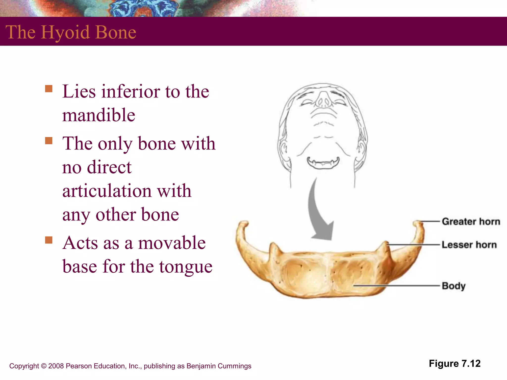 anatomy_axial_skeleton_pearson.ppt
