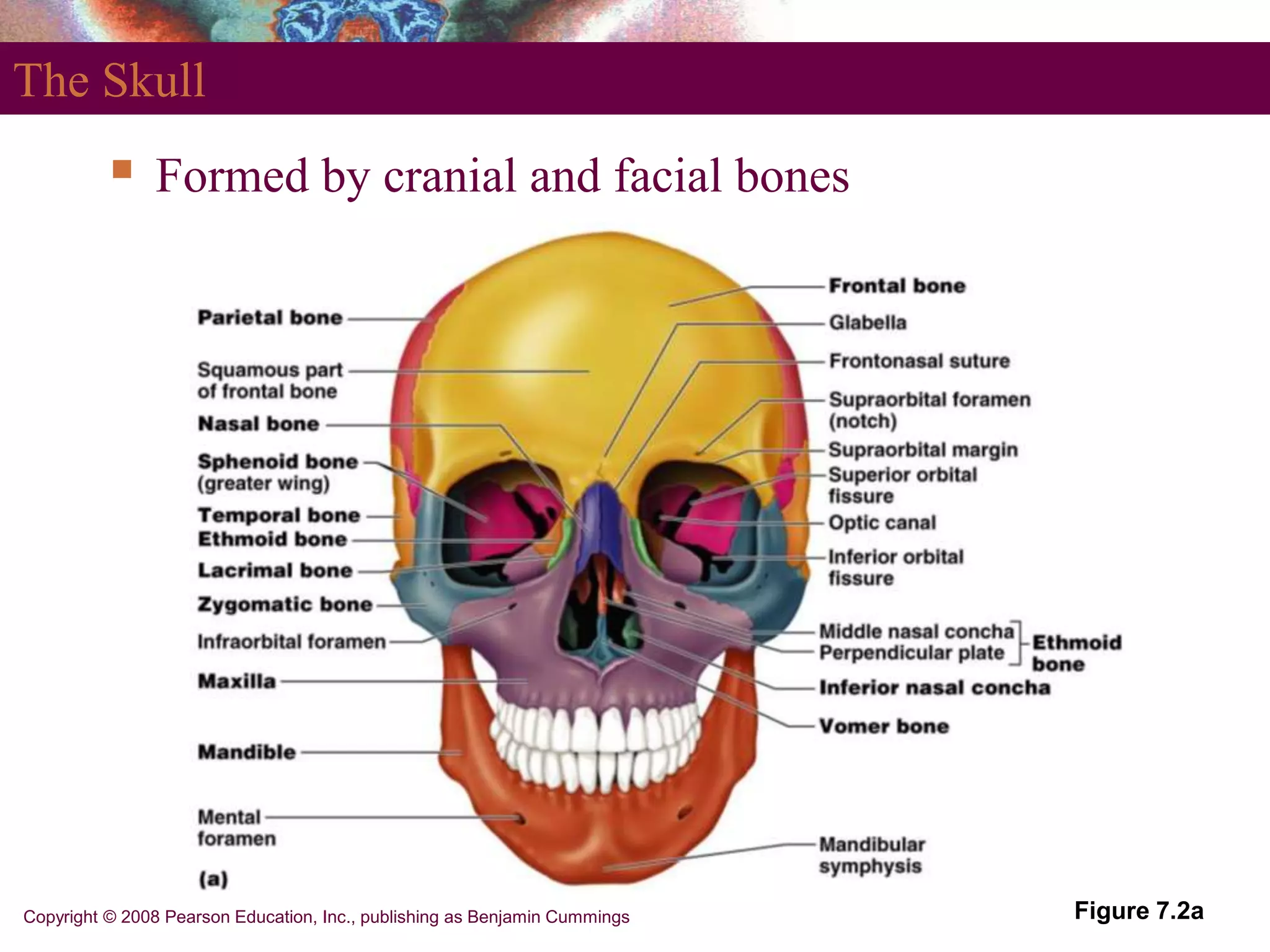 anatomy_axial_skeleton_pearson.ppt