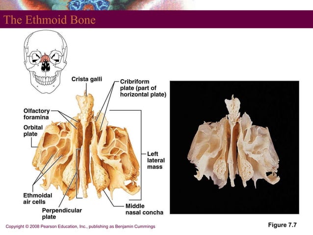 anatomy_axial_skeleton_pearson.ppt