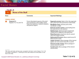anatomy_axial_skeleton_pearson.ppt