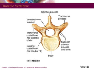 anatomy_axial_skeleton_pearson.ppt