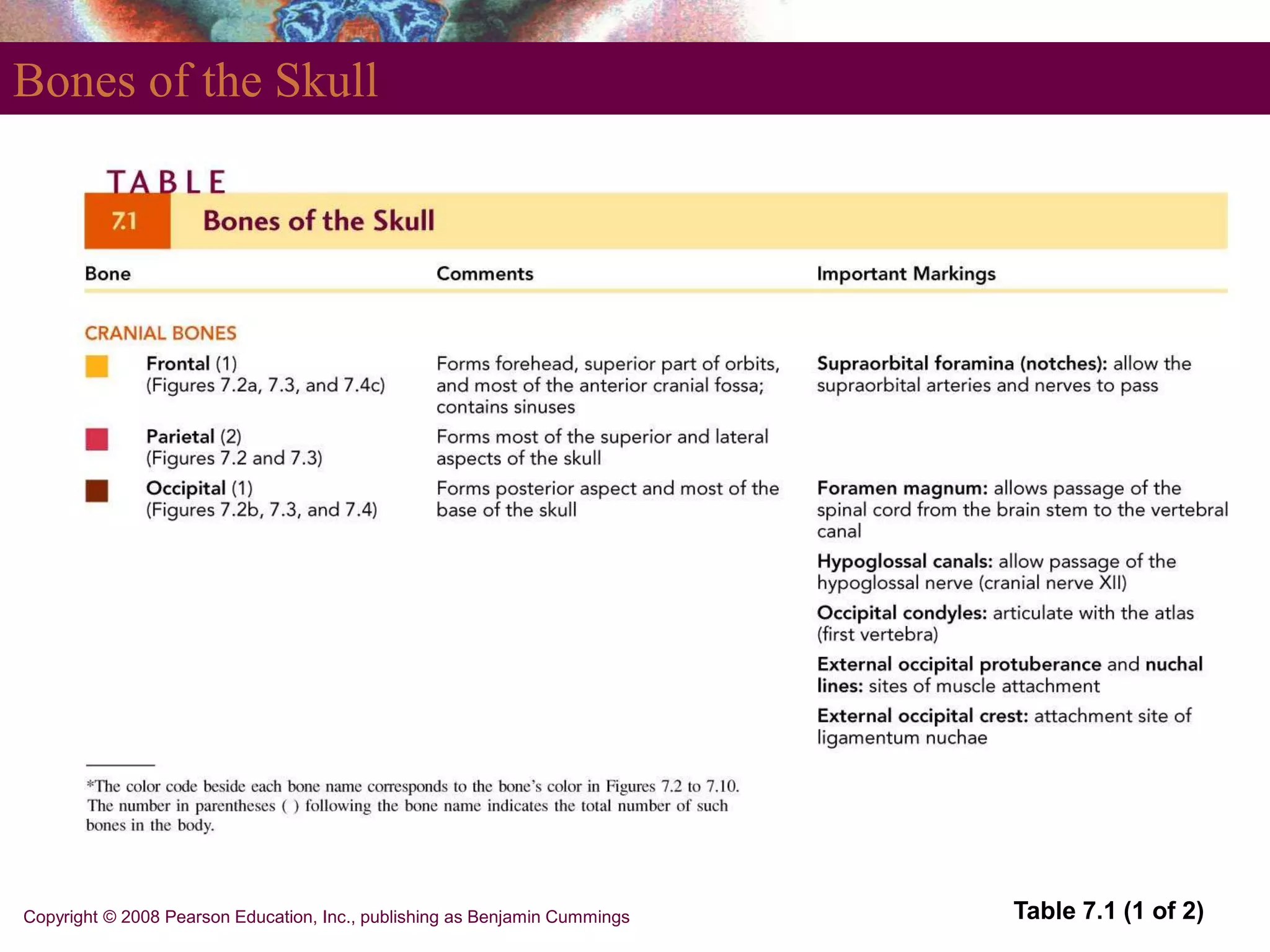 anatomy_axial_skeleton_pearson.ppt