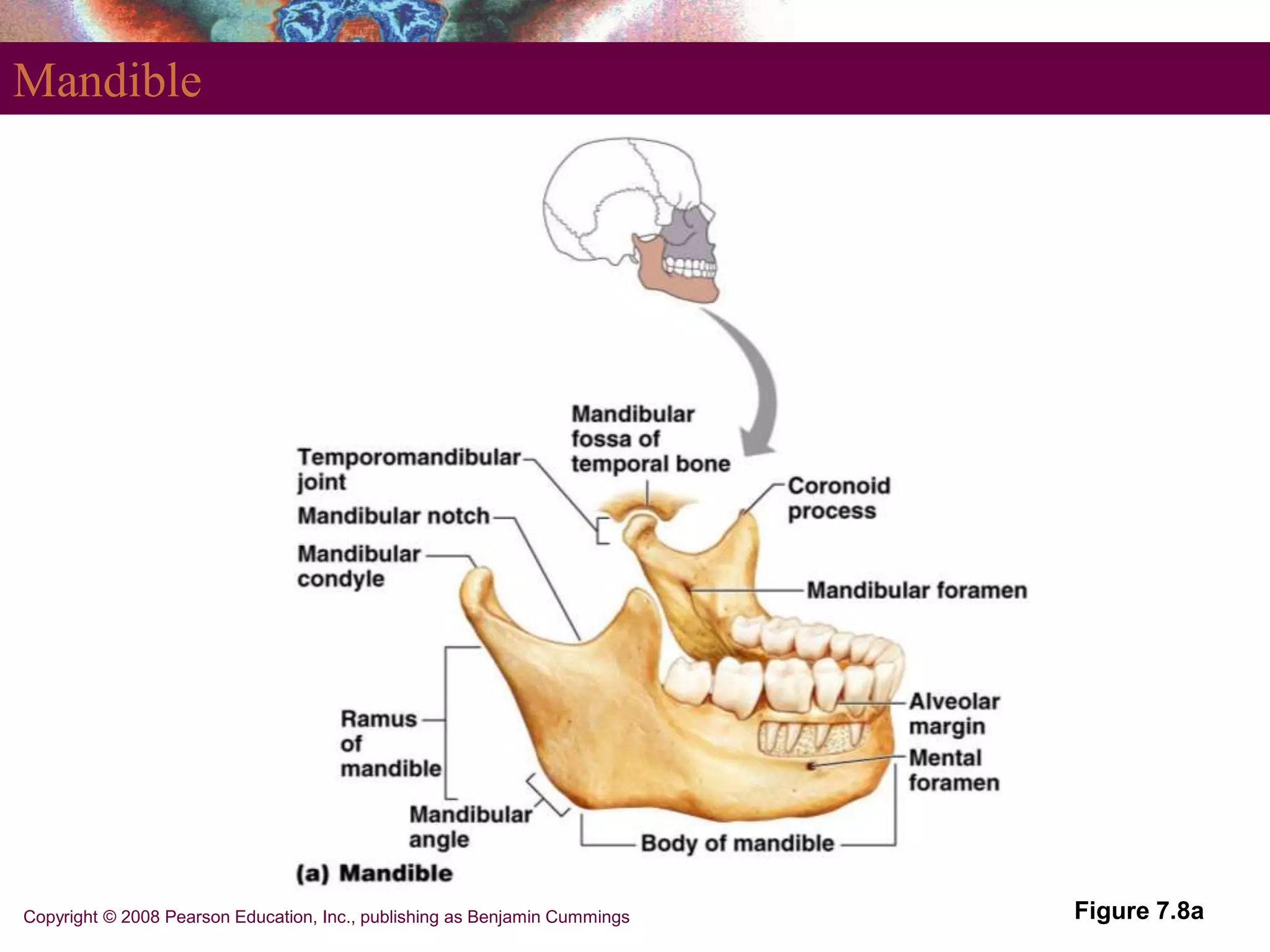 anatomy_axial_skeleton_pearson.ppt
