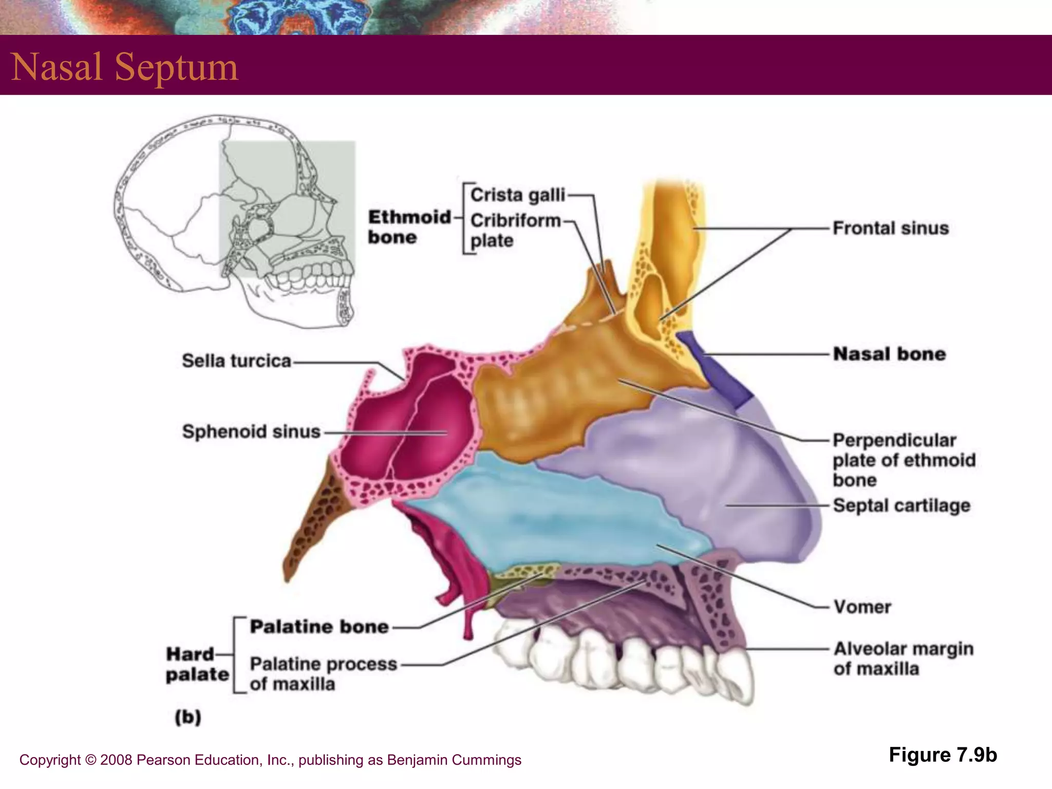 anatomy_axial_skeleton_pearson.ppt