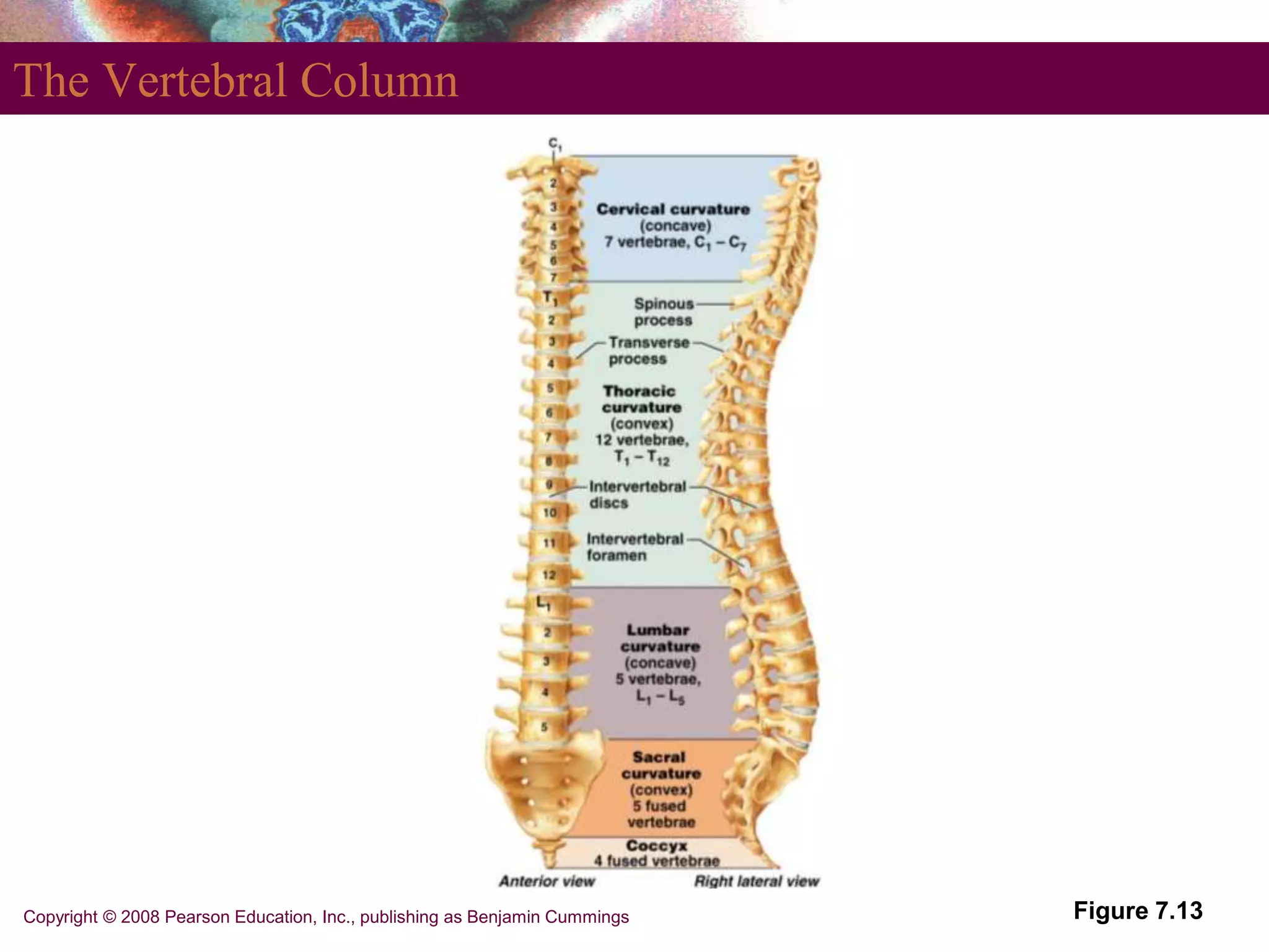 anatomy_axial_skeleton_pearson.ppt