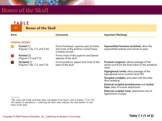 anatomy_axial_skeleton_pearson.ppt