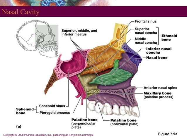 anatomy_axial_skeleton_pearson.ppt