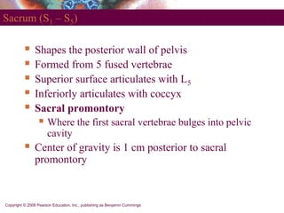 anatomy_axial_skeleton_pearson.ppt