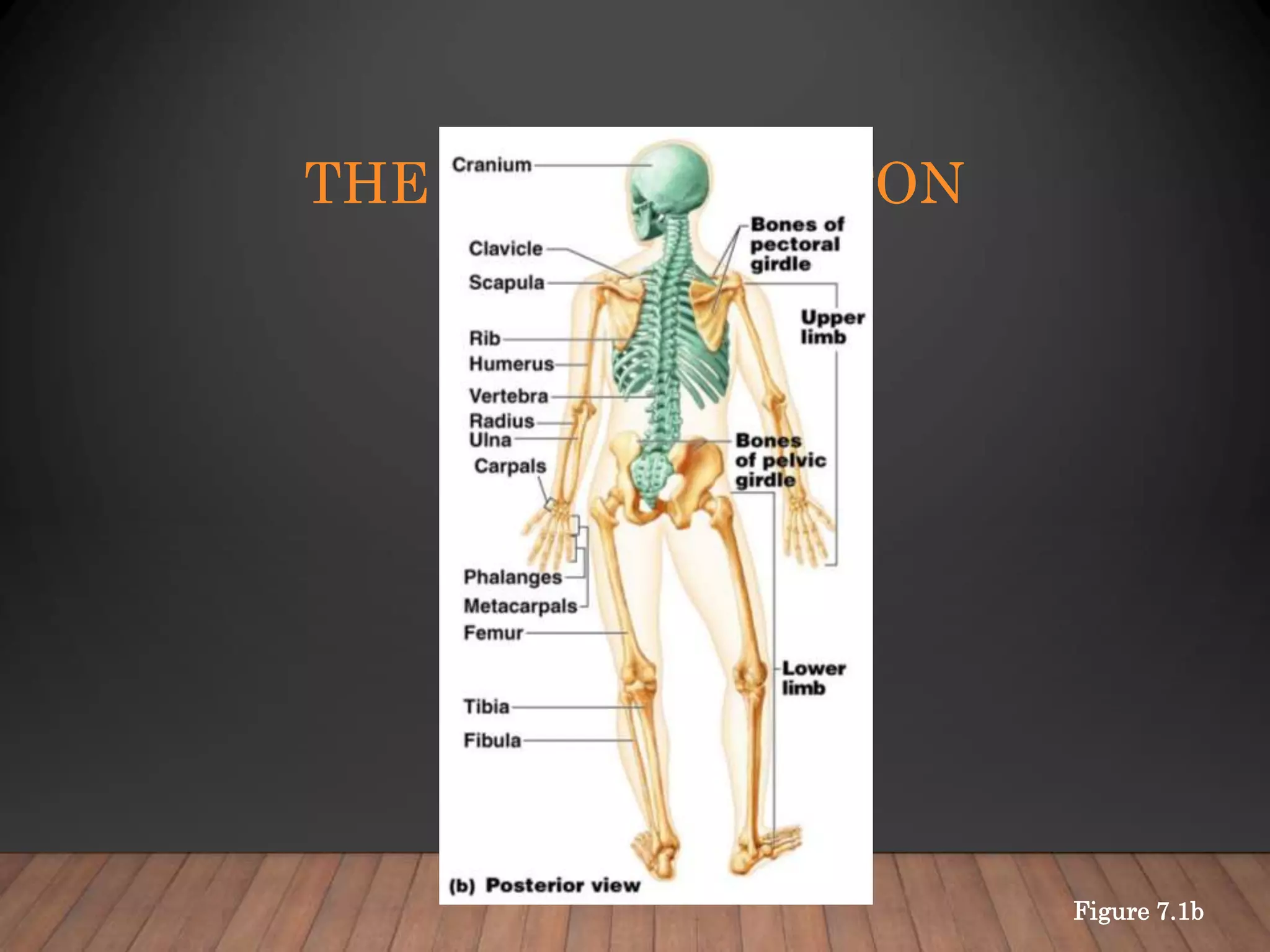 anatomy axial skeleton VAN.ppt