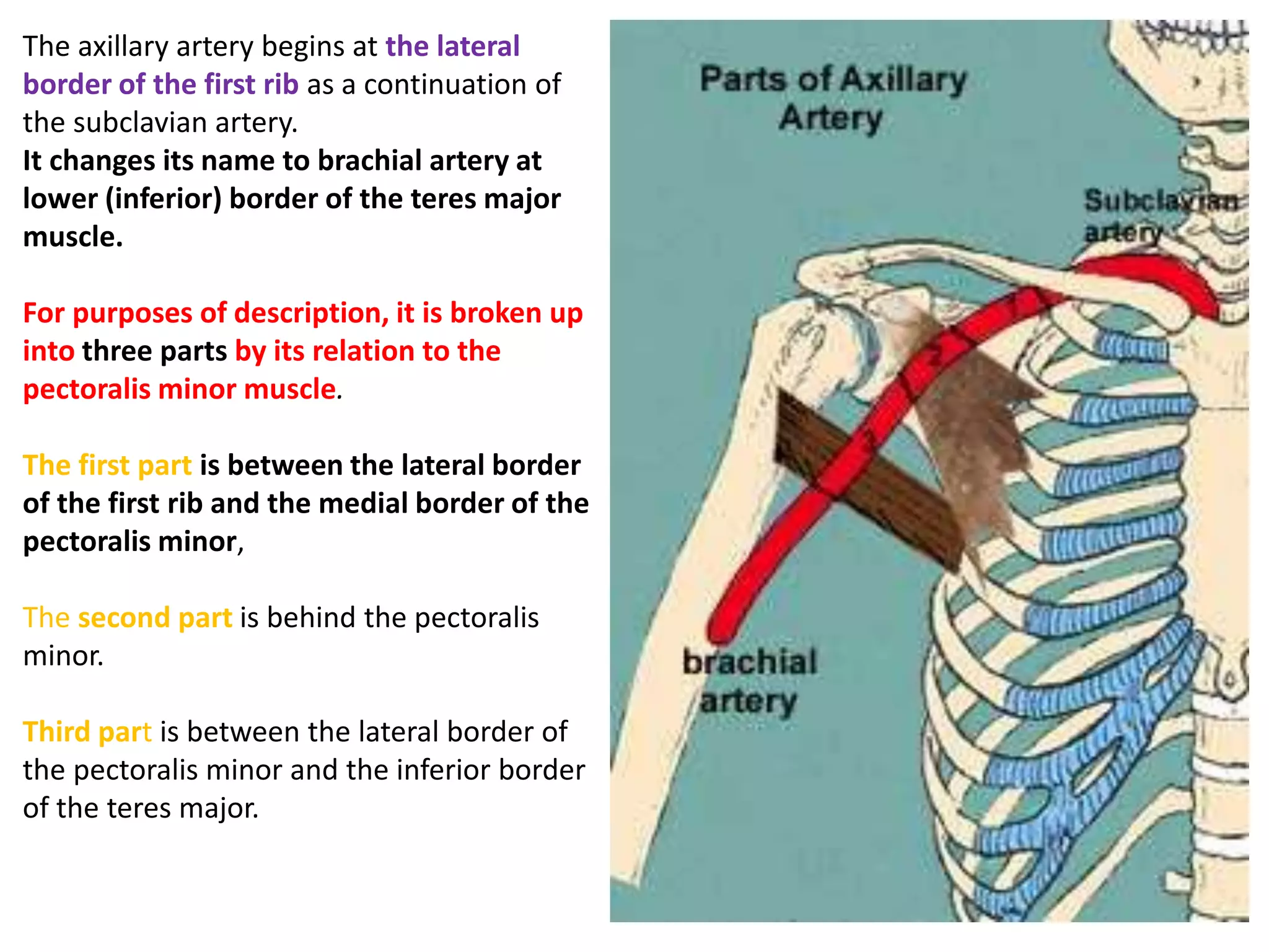 Anatomy axilla 25112010 | PPTX