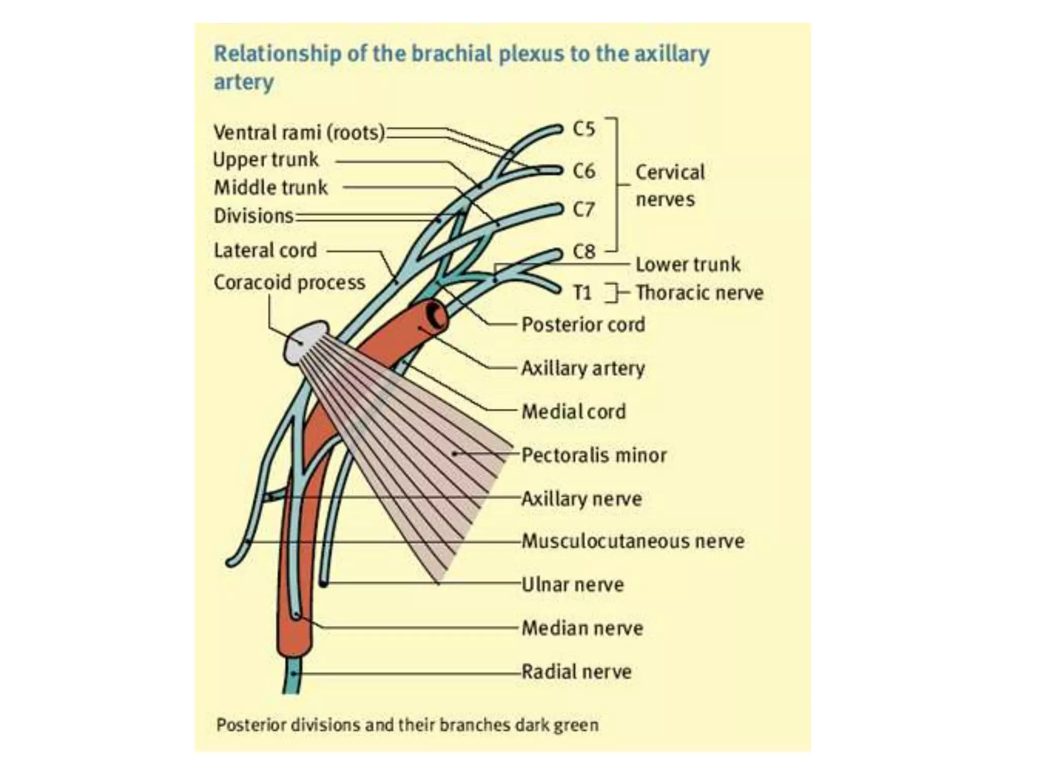 Anatomy axilla 25112010 | PPTX