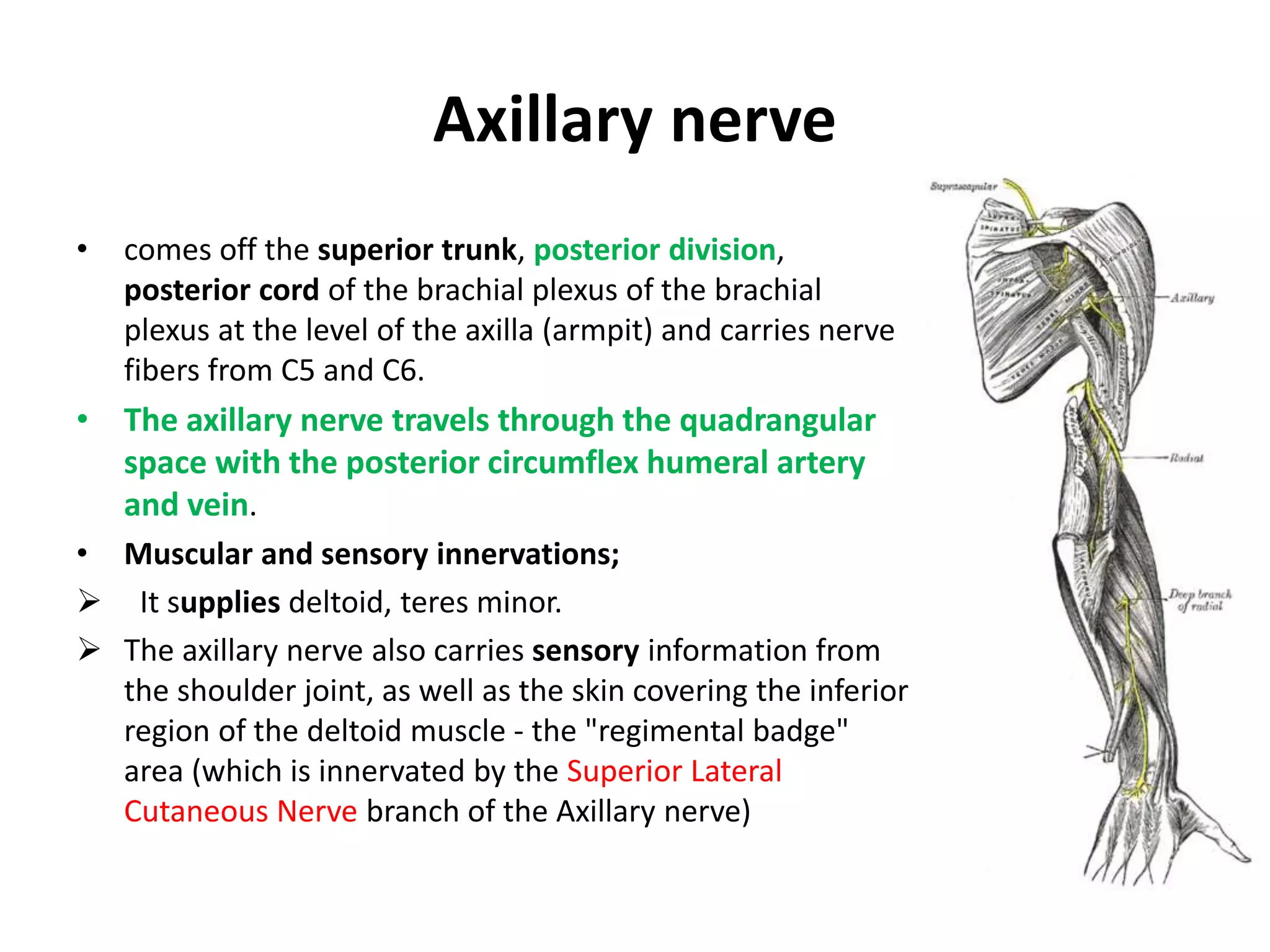 Anatomy axilla 25112010 | PPTX