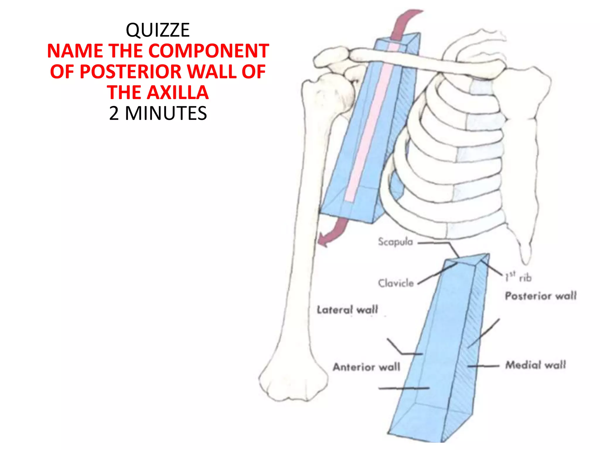 Anatomy axilla 25112010 | PPTX