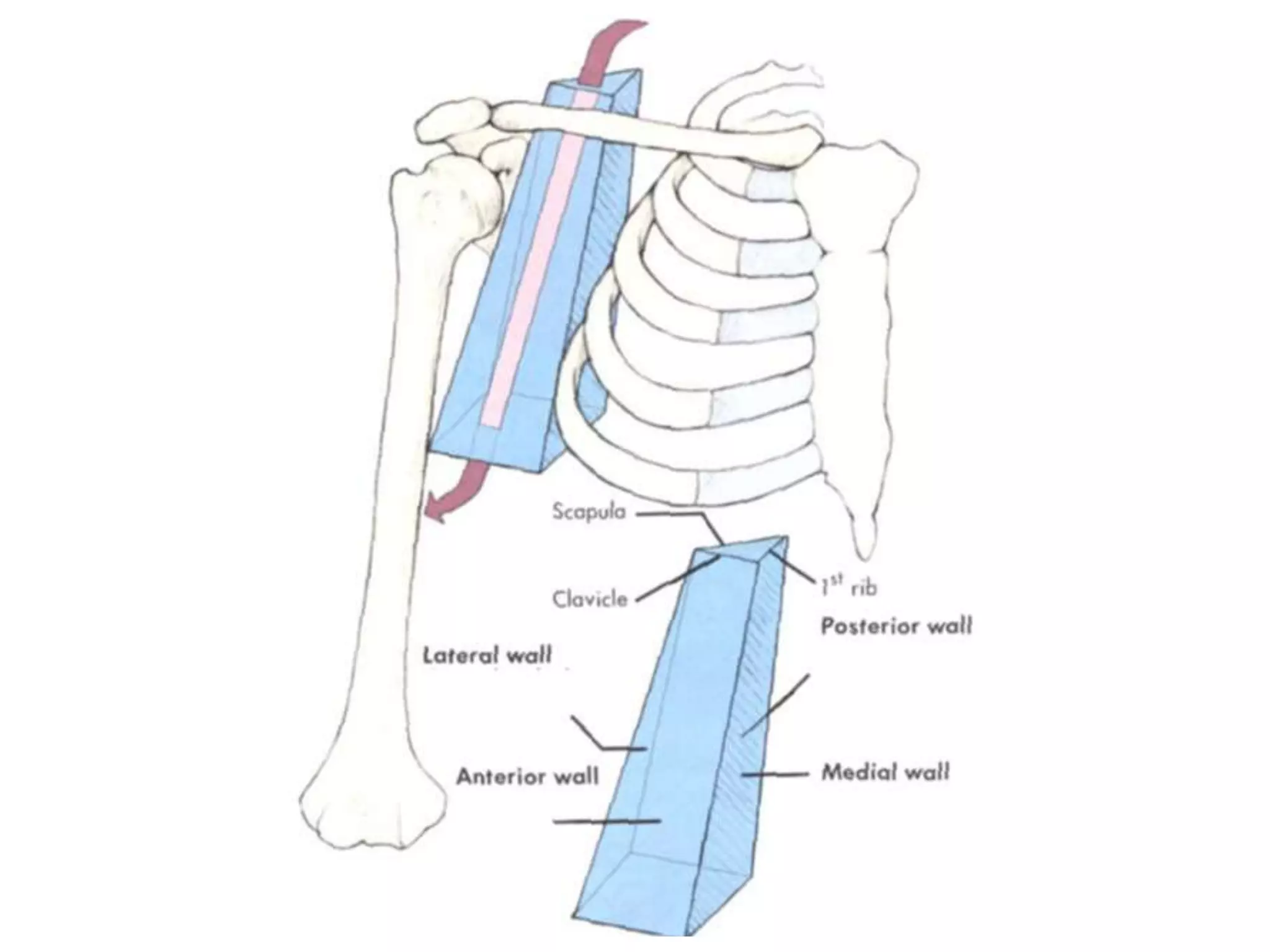Anatomy axilla 25112010 | PPTX
