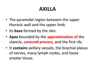 Anatomy axilla 25112010 | PPTX
