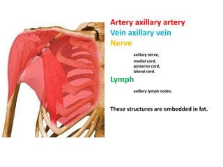 Anatomy axilla 25112010 | PPTX