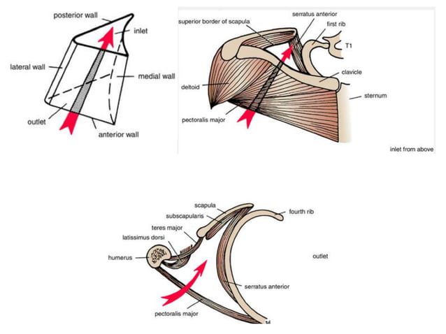 Anatomy axilla 25112010 | PPTX