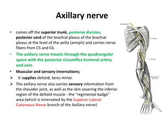 Axillary Nerve Innervation