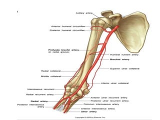 ANATOMY BACK OF ARM PPT.ppt