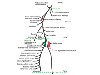 ANATOMY BACK OF ARM PPT.ppt