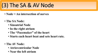 Anatomy-Bad Fish Unit: Cardiovascular Notes | PPTX | Heart and ...