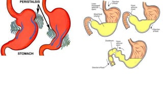 Anatomy-Bad Fish Unit: Digestion Notes | PPTX | Endocrine and Metabolic ...