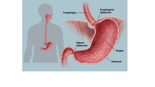 Anatomy-Bad Fish Unit: Digestion Notes | PPTX | Endocrine and Metabolic ...