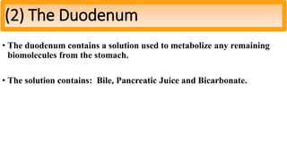 Anatomy-Bad Fish Unit: Digestion Notes | PPTX | Endocrine and Metabolic ...