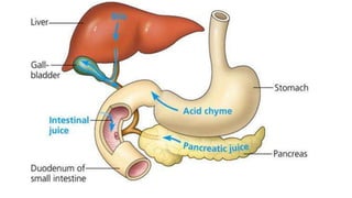 Anatomy-Bad Fish Unit: Digestion Notes | PPTX | Endocrine and Metabolic ...