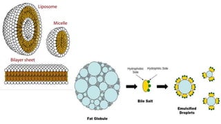 Anatomy-Bad Fish Unit: Digestion Notes | PPTX | Endocrine and Metabolic ...