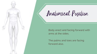 Anatomy basics for yoga instructors | PPT