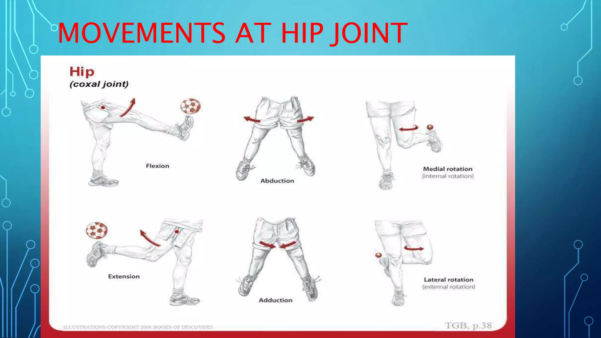 Anatomy,Biomechanics & surgical approaches of proximal femur | PPTX