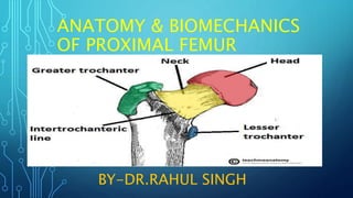 Proximal Femur Anatomy