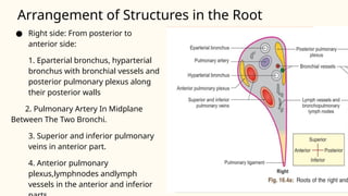 ANATOMY, BLOOD SUPPLY, LYMPHATIC DRAINAGE OF LUNG.pptx