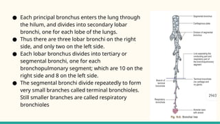 ANATOMY, BLOOD SUPPLY, LYMPHATIC DRAINAGE OF LUNG.pptx