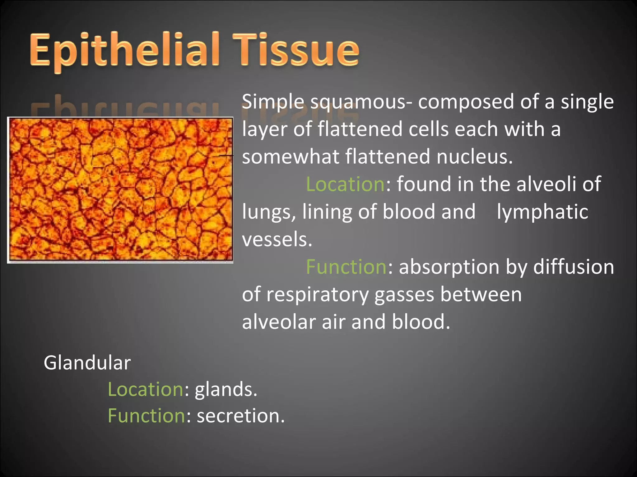 Anatomy body tissues | PPT