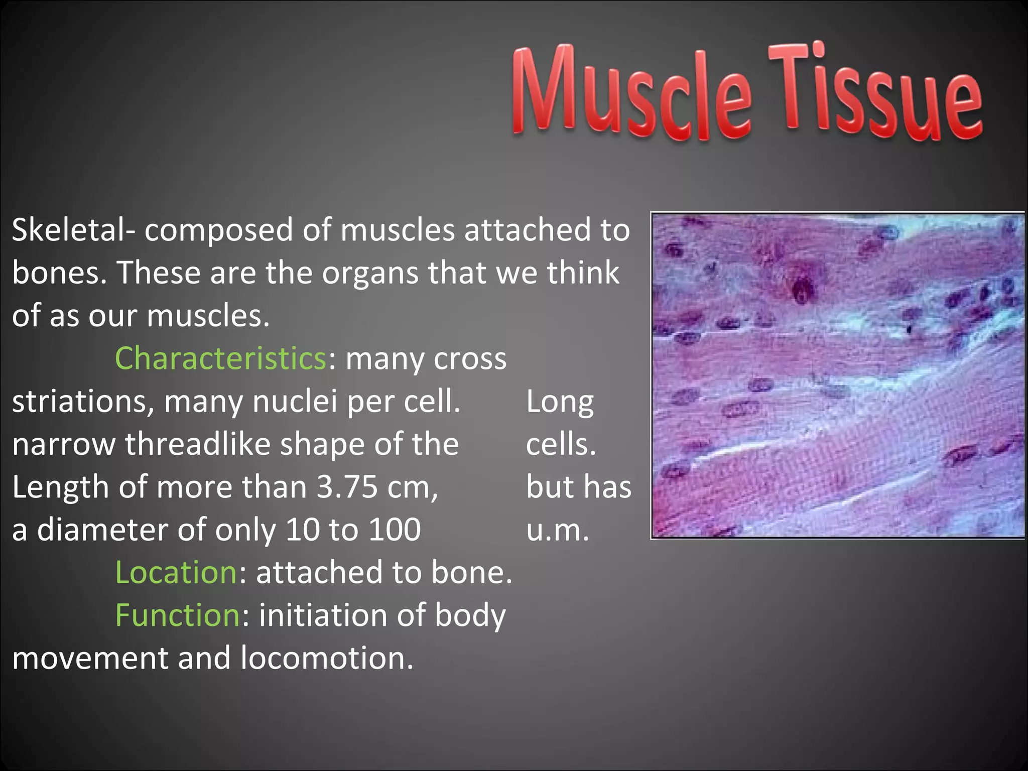 Anatomy body tissues | PPT