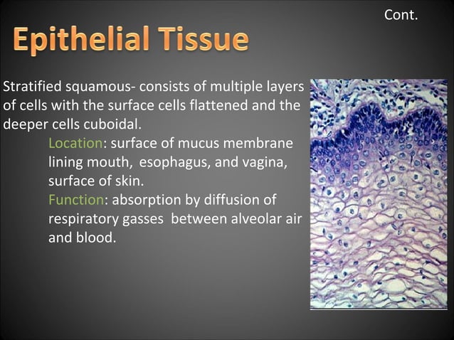 Anatomy body tissues | PPT