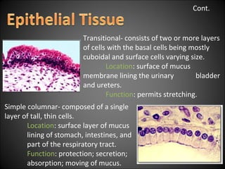 Anatomy body tissues | PPT